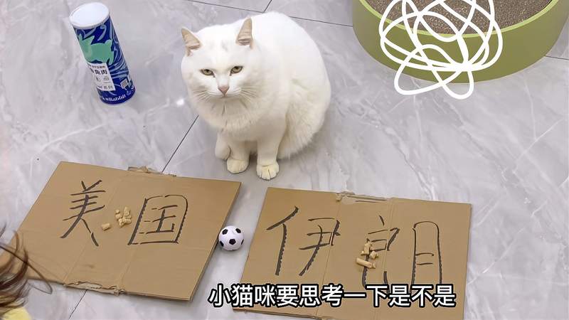 萌宠预测世界杯,美国VS伊朗