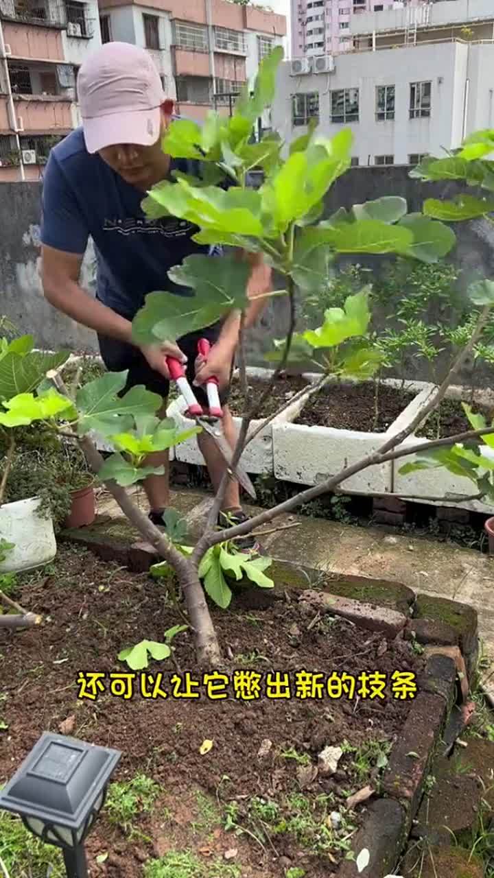 两广地区现在修剪无花果,可以让它憋出新的枝条,在新年之前...