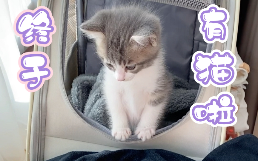 终于有猫了!【木木家的小飞碟】