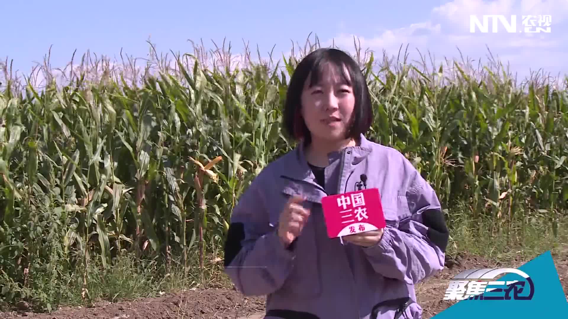 聚焦三农:用二氧化碳气肥可以种玉米了