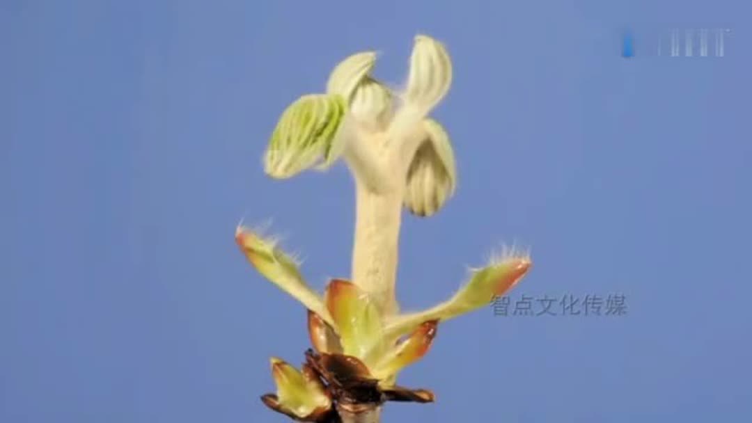 精彩实拍:镜头纪录树叶从萌芽到展开的过程,太美妙了