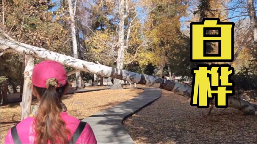 新疆可可托海晚秋的白桦林#大美北疆