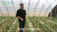 农村小伙带你了解大棚种植西红柿的过程,值得收藏