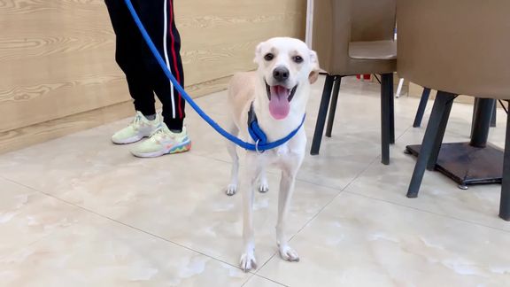 带狗子去打狂犬疫苗,医生说国产易过敏,狗子刚傻笑完就遇到骚扰