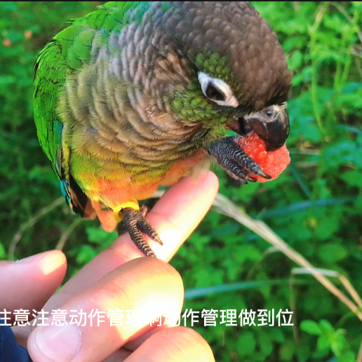 甘道夫在夏尔 