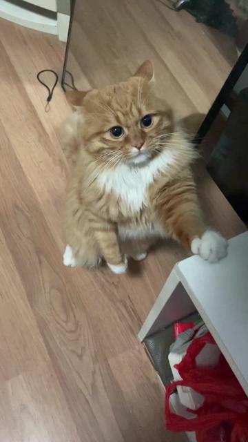 吵架了不晓得道歉有没有用但小猫咪的道歉绝对有用我和我的猫