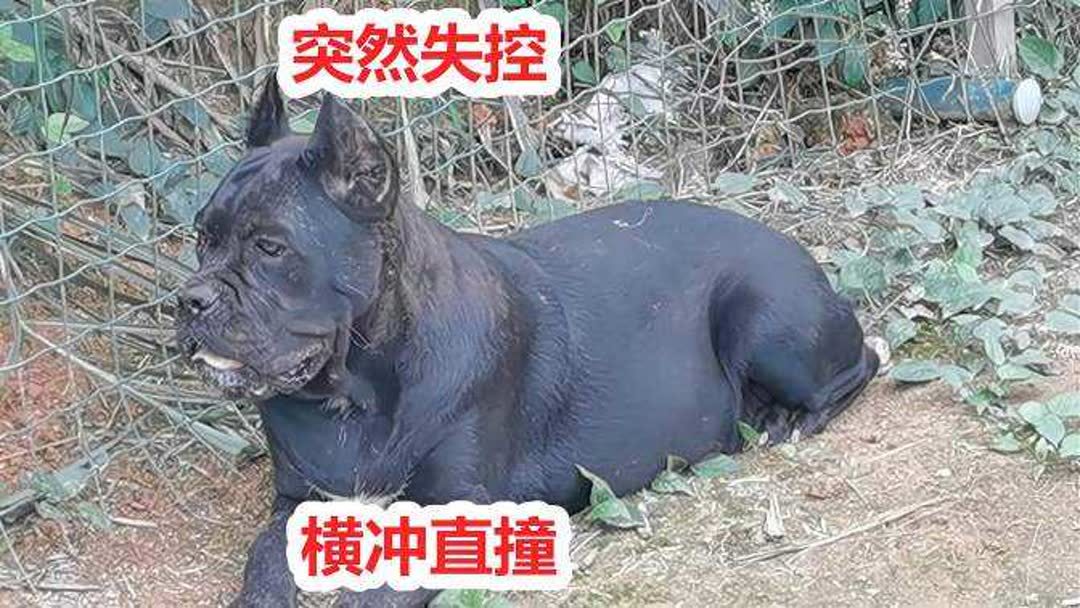 卡斯罗犬突然间失控,在房间横冲直撞,究竟发现了什么