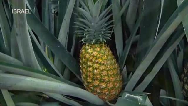 智能流水农产业在菠萝生产中的应用!