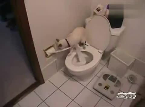搞笑视频!主人教狗狗用马桶上厕所,聪明的狗狗