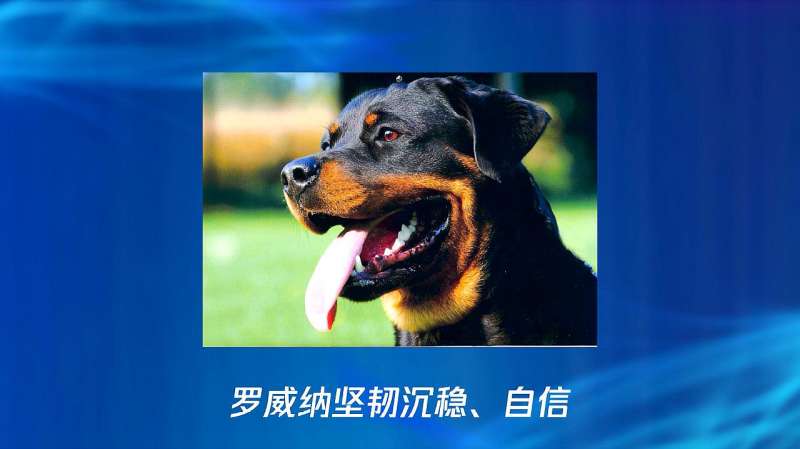 罗威纳犬个性特点
