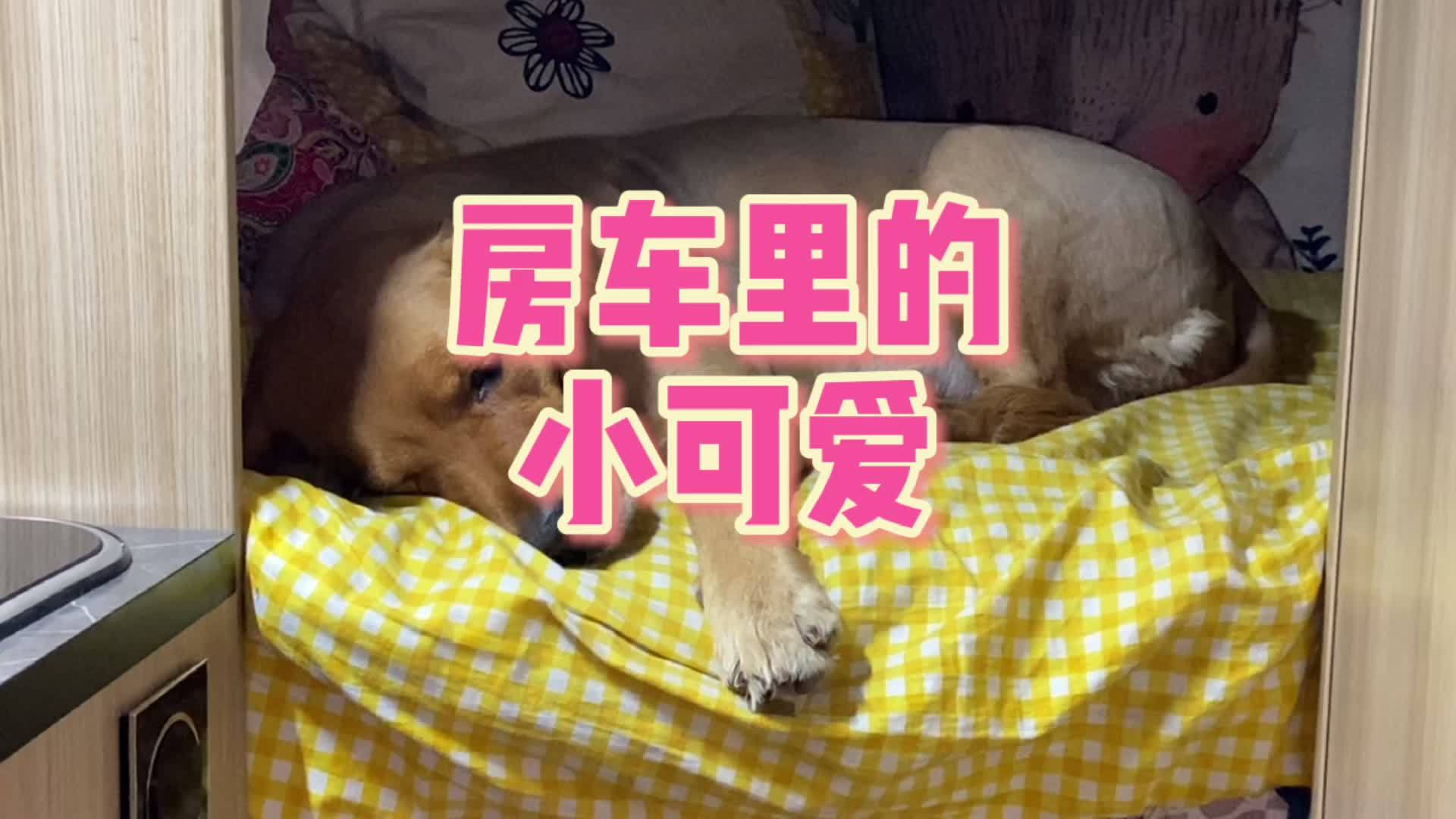 感谢有你 #金毛 #我家毛孩子 #房车