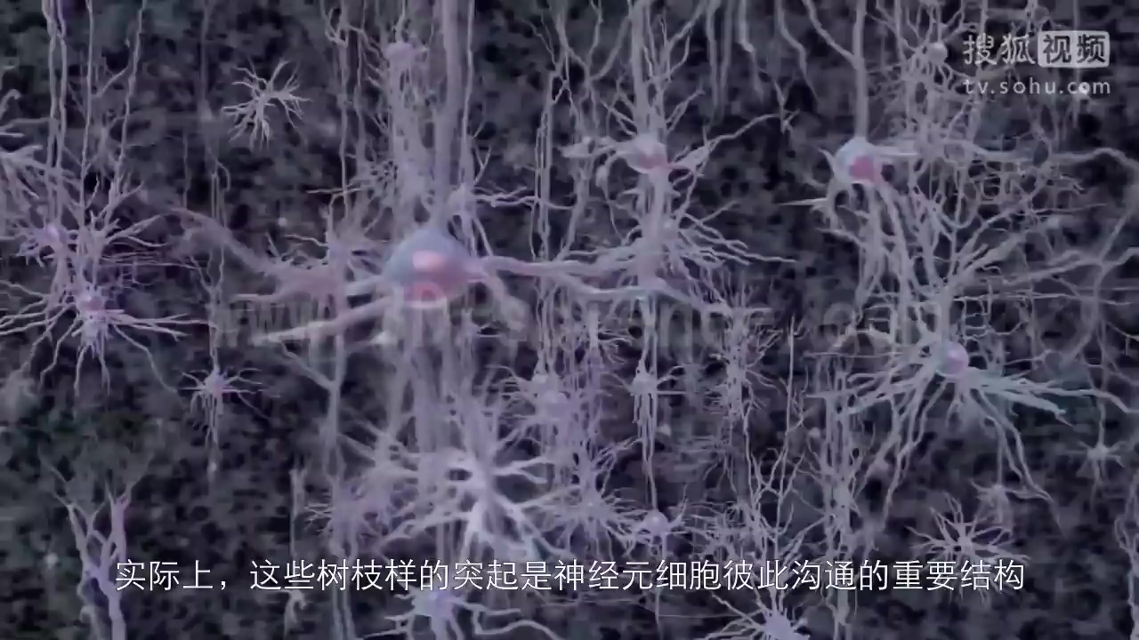 脑部神经元科普知识