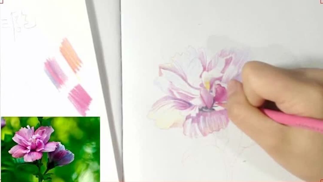 彩铅自学基础快速入门——彩铅木槿花——ps手绘插画教程