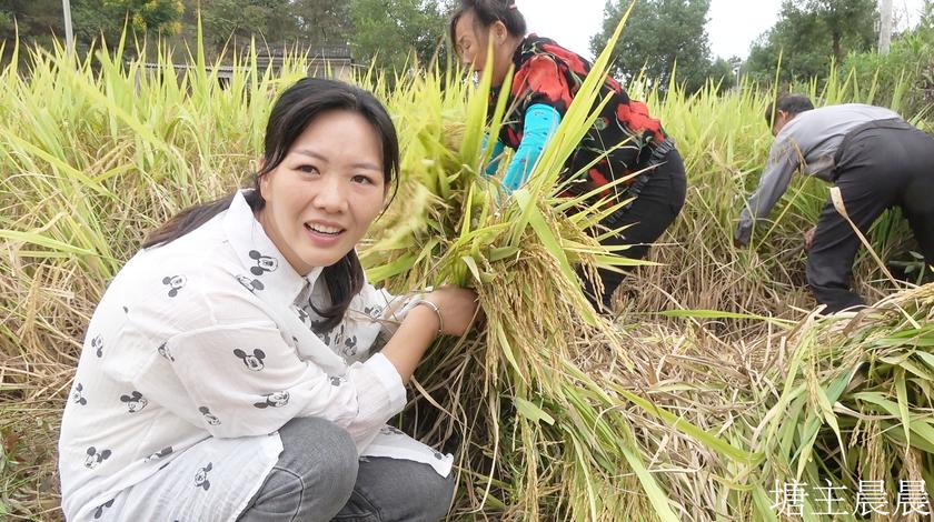 公婆教儿媳用手工割稻谷,双方各执一词,到底谁的方法更实用