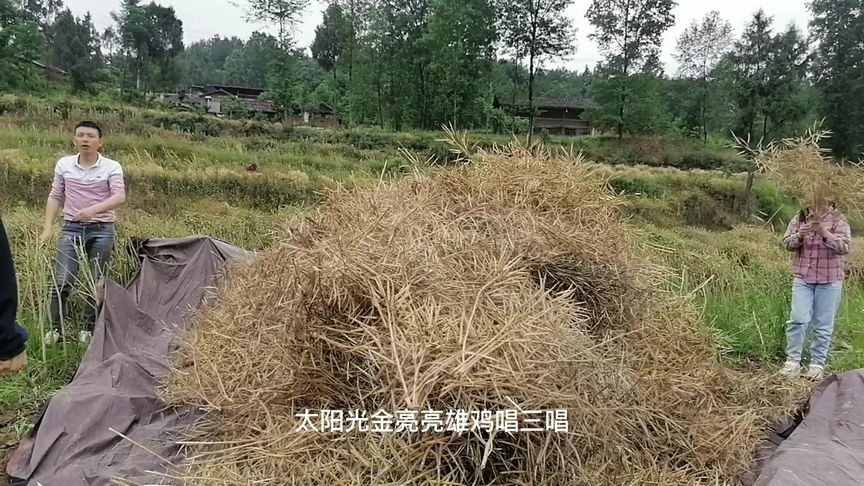 80后在农村 收割油菜 上集 #原生态乡村生活 #现代农业机械