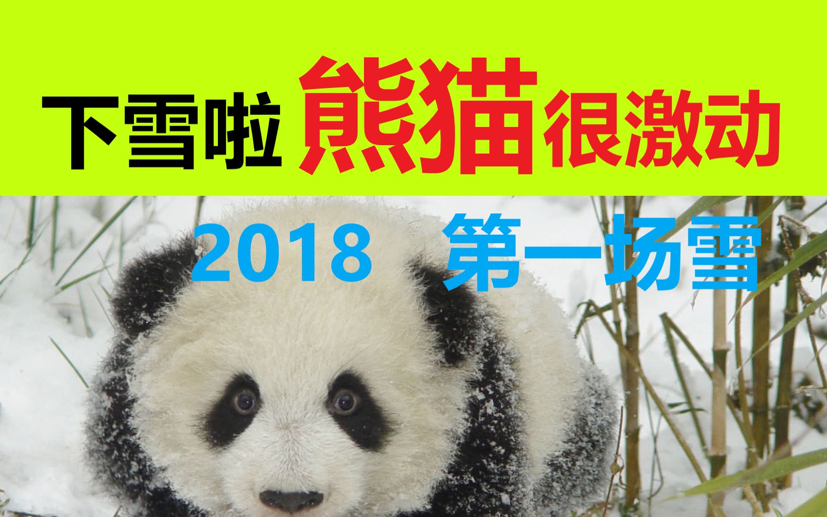 外国人看大熊猫等到中国东北第一场雪,激动极了“太可爱啦太萌了”...