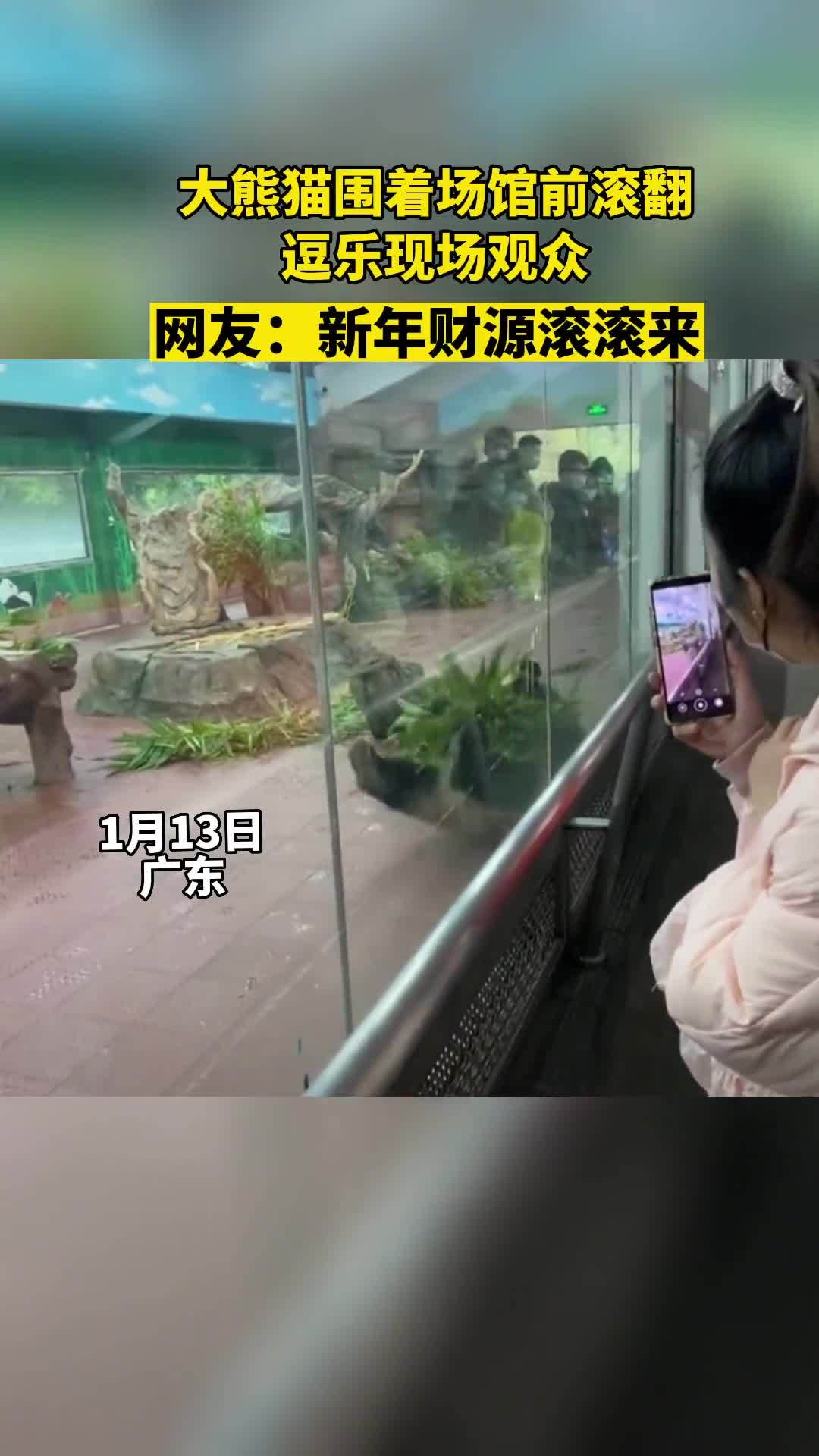 大熊猫围着场馆前滚翻逗乐现场观众。网友:新年财源滚滚来