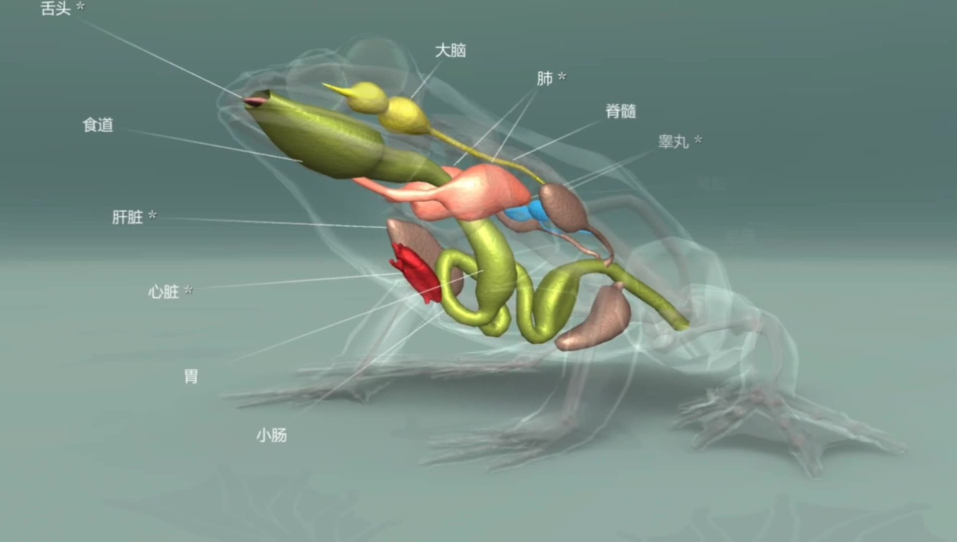 生物篇 本动画以常见的青蛙