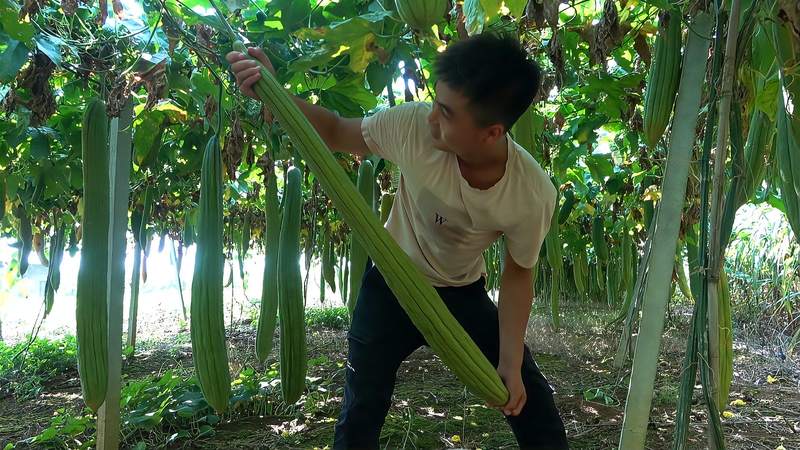 把丝瓜塞进塑料瓶里生长,时隔7天撑满了整个瓶子,大开眼界了