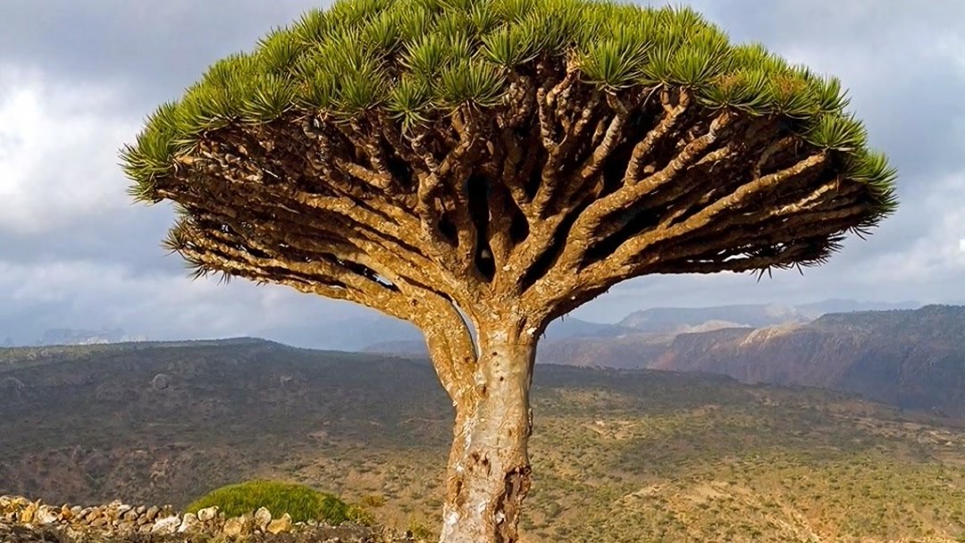 世界上受伤会流血的树,树龄能达到一万年之久,被称为植物寿星