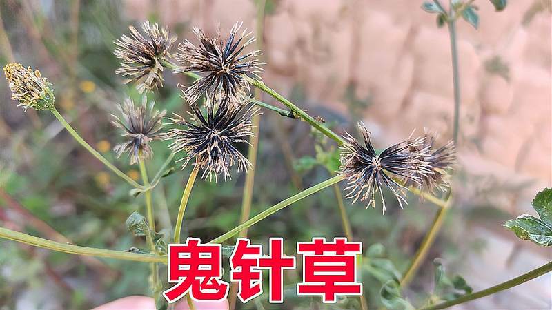 农村讨人厌的“鬼针草”,农民伯伯避而远之,但没想到作用这么大