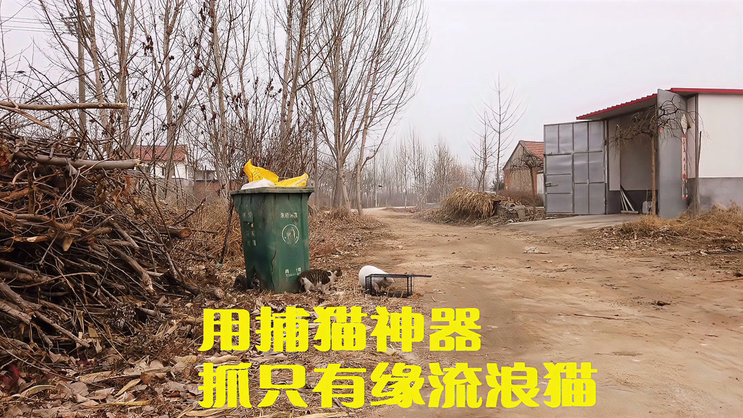 领养代替买卖,用捕猫神器捉只流浪猫回来养,哪只猫跟我有缘?