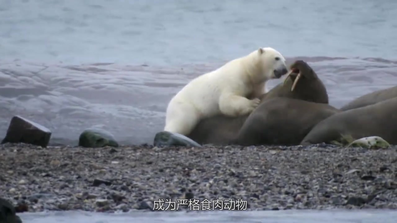 为什么有北极熊却没有南极熊...