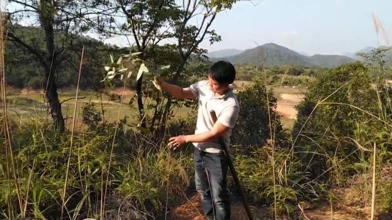 农村人常见的一种土茯苓,大家都不认识,煲汤祛湿,用途多多