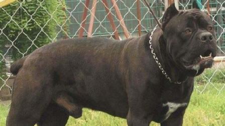 激烈无比的凶残打斗,80斤巨型比特吊打140斤凶猛卡斯罗犬