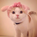 一不会被与合并 