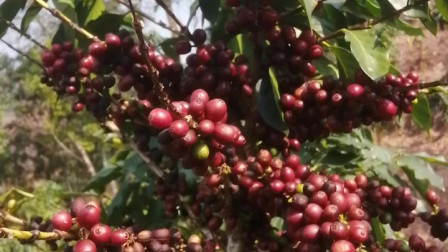 鲜红的普洱小粒咖啡熟了