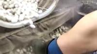 桐乡通利蚕茧抽丝机操作视频