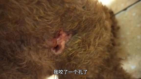 老狗被咬了,要不要带它看医生啊,这是第二次被咬了,真没记性啊