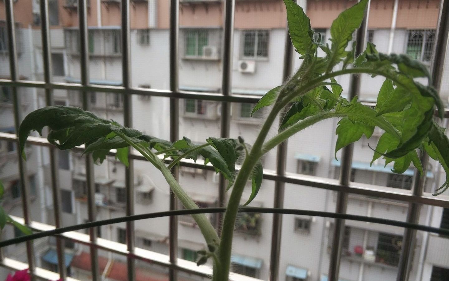 历时6个月的阳台种植番茄记录