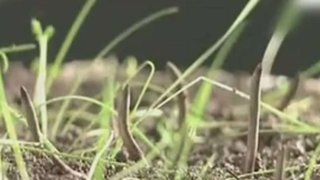 综艺派1之冬虫夏草的功效?1对1为您详解虫草的作用
