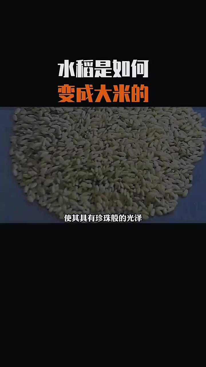 从水稻到白米 再到白米饭的全过程