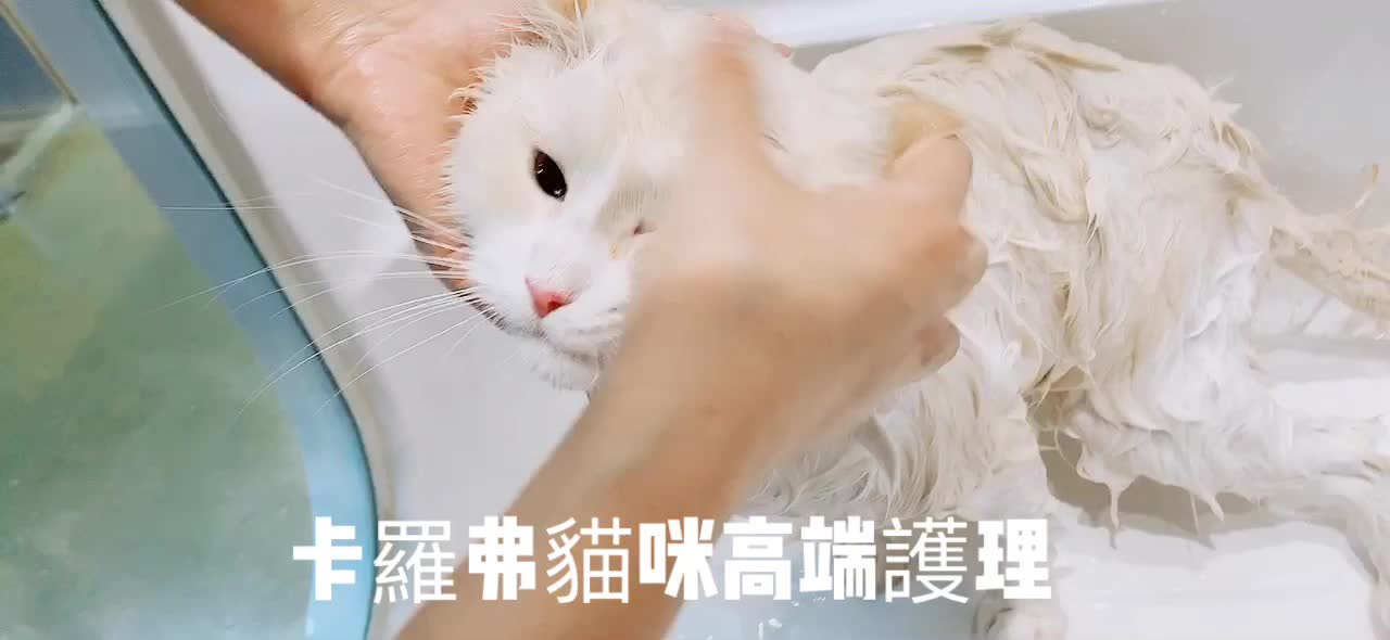 专业猫护理#宠物 #卡罗弗宠物 #太原英短 #猫洗澡 #太原猫 #猫咪spa #...