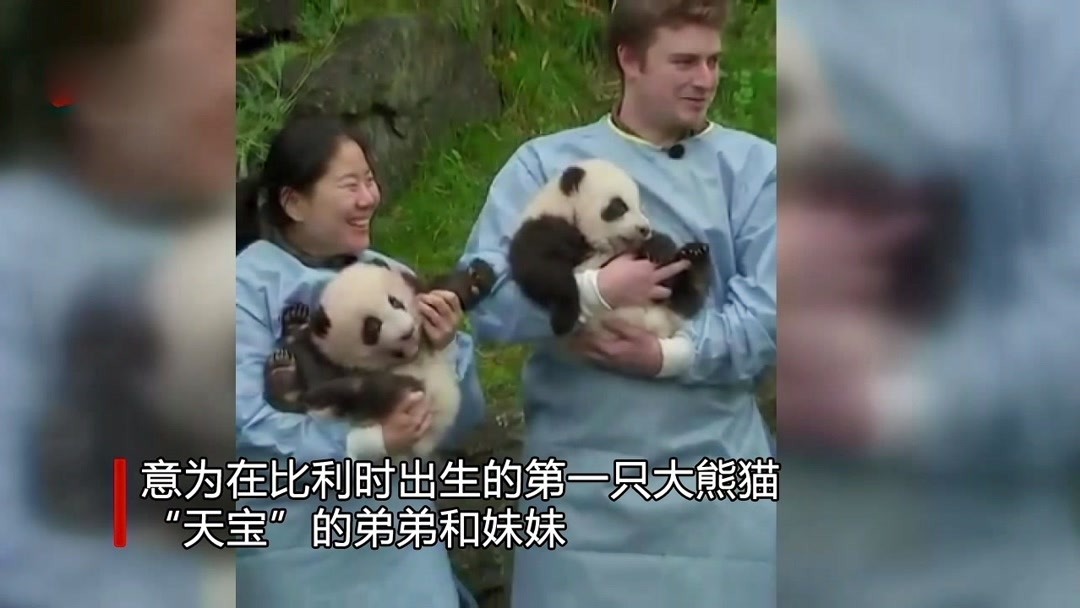 萌化了!比利时大熊猫龙凤胎被正式命名为“宝弟”和“宝妹”