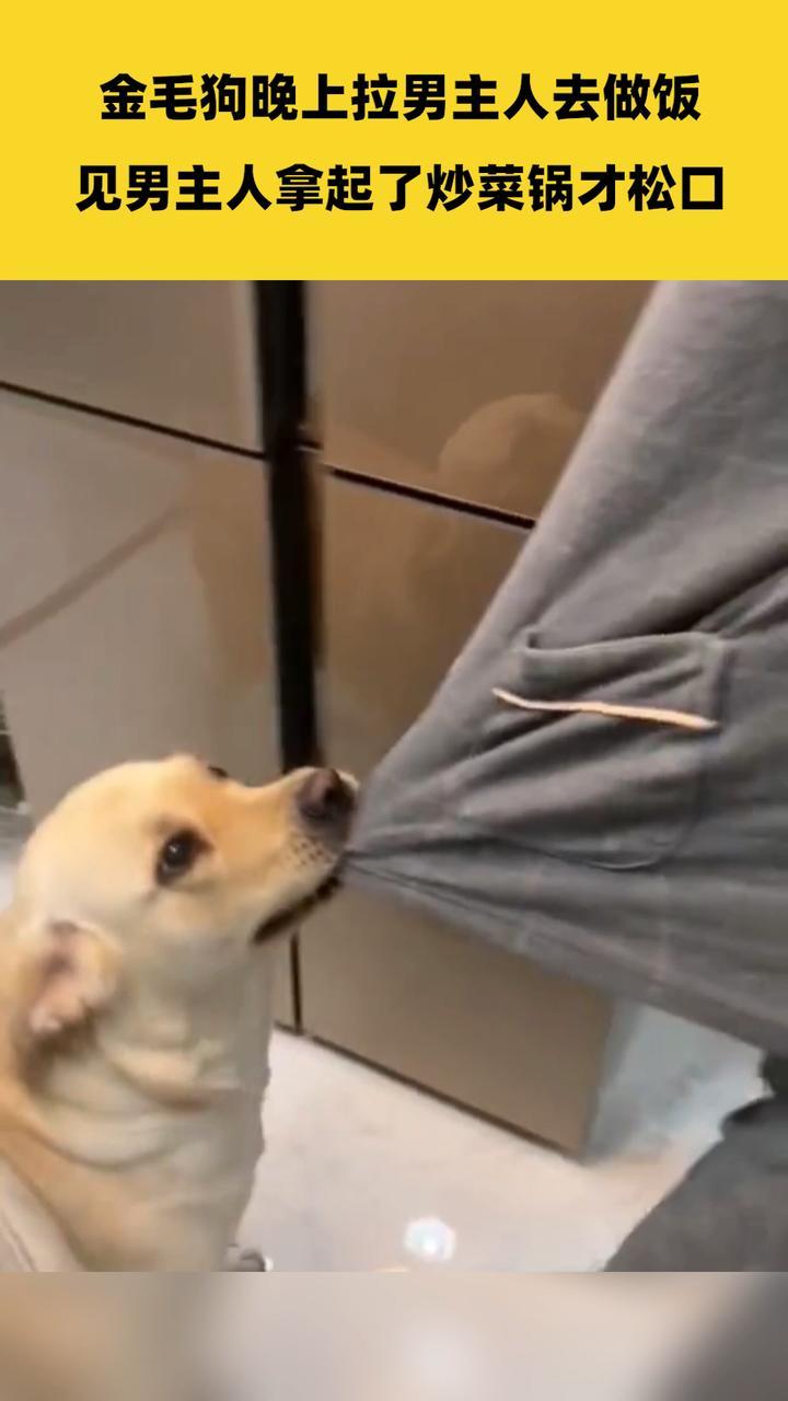 10月18日,安徽蚌埠,金毛狗晚上拉男主人去做饭,见男主人拿起了炒菜锅...