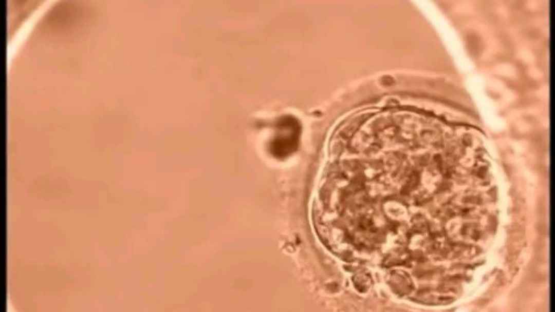 神奇的试管婴儿受精卵形成囊胚的全过程