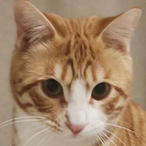 猫宠我 