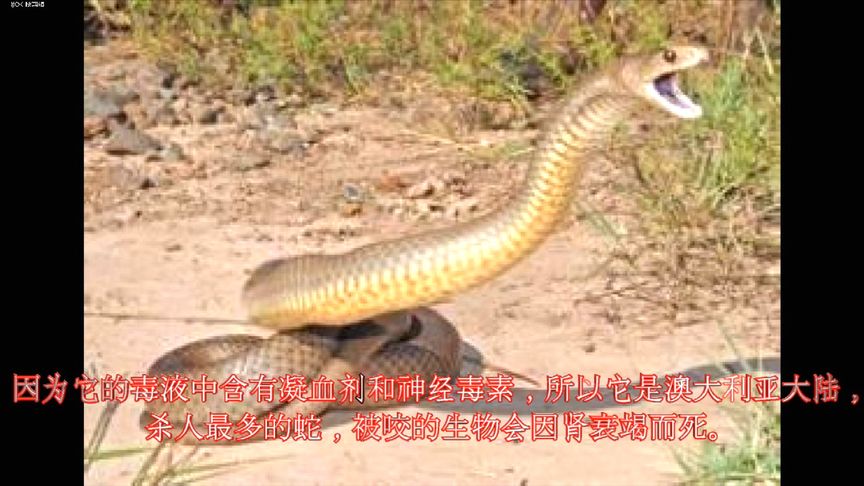 【世界十大最毒之蛇排行】