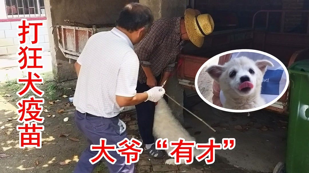 农村村委会给村民家的狗打防疫,大姐:这狗太丑了,看看咋回事?