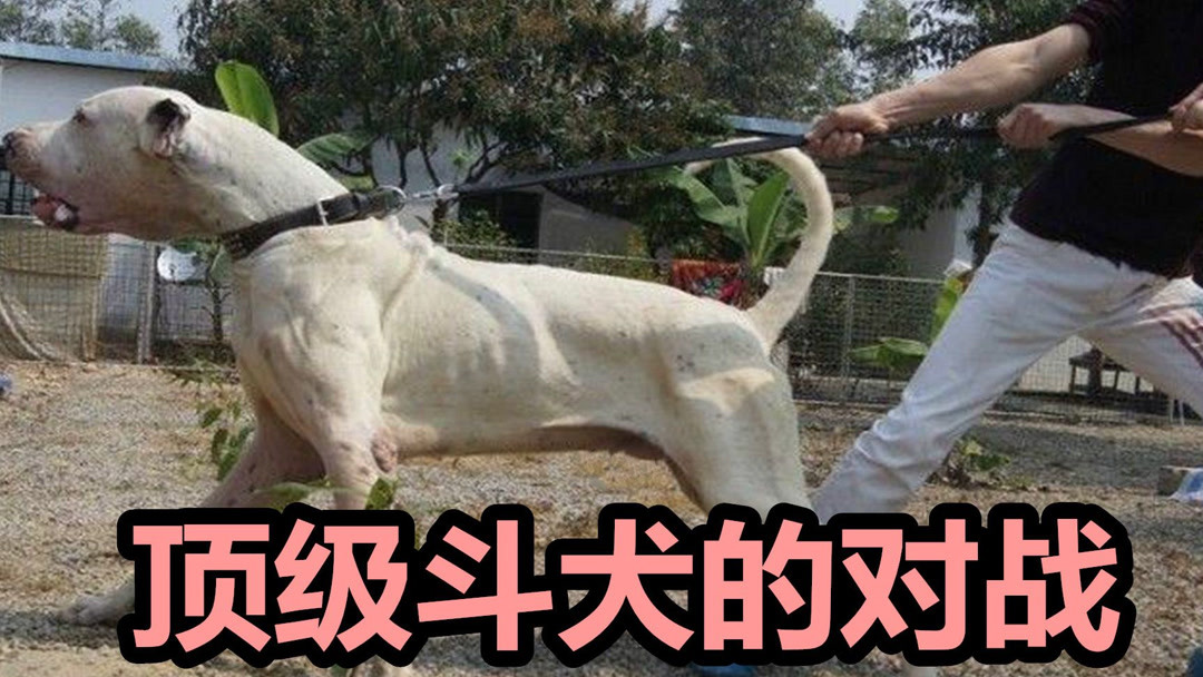 中亚牧羊犬为了保护主人,独自对抗猛犬,一场对战一触即发