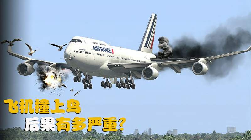 为什么飞行员害怕“鸟撞飞机”?后果有多严重,3D动画演示全过程