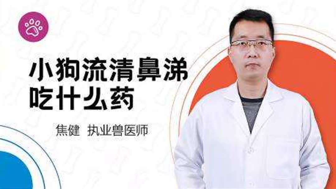 小狗流清鼻涕吃什么药?