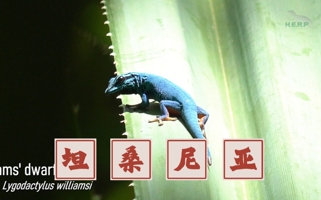 〔搬运〕坦桑尼亚两栖爬行动物