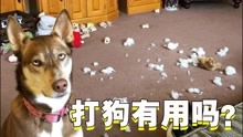 打狗有用吗?恃强凌弱谁不会