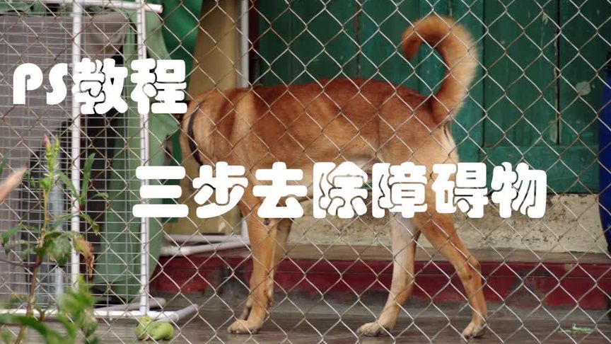 ps教程 (右手就行系列)去除遮挡物