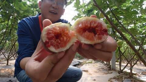 比鸡蛋还大的无花果,不仅仅是甜,来这里随便吃